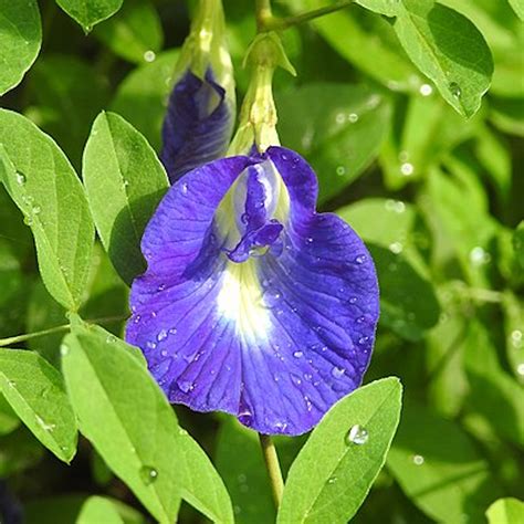 Butterfly Pea Seeds Clitoria Ternetea Julie Sinden Handmade And The