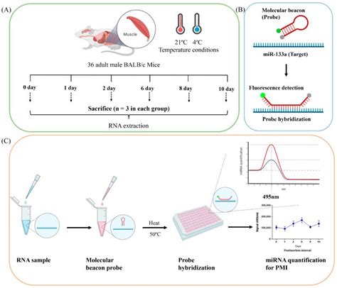 Lastestpaper Microrna Biomarker Non Coding Rna Journal