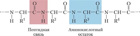 БЕЛКИ • Большая российская энциклопедия - электронная версия