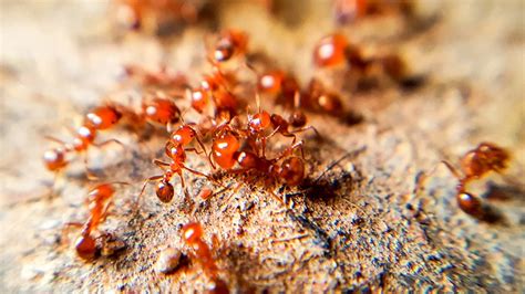 Giant Fire Ants