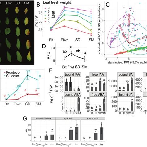 Progression Of Senescence In Leaf Nos 5 9 A Fresh Weight Measured On
