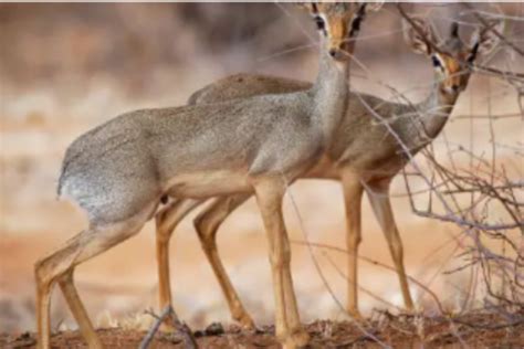 Interesting Facts About The Dik Dik