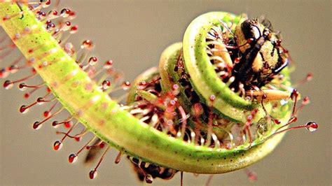 Цветок хищник 77 фото