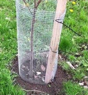 Protecting Babe Trees From Deer Master Gardeners Tips