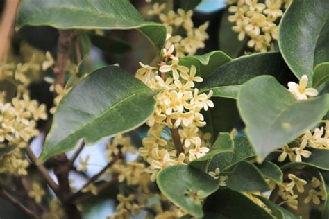 ギンモクセイの育て方