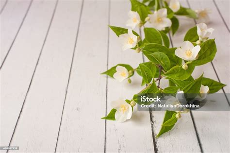화이트 재 스민 꽃 나무 바탕에 거짓말 결혼식 초대 카드입니다 텍스트 및 디자인을 위한 공간입니다 0명에 대한 스톡 사진 및
