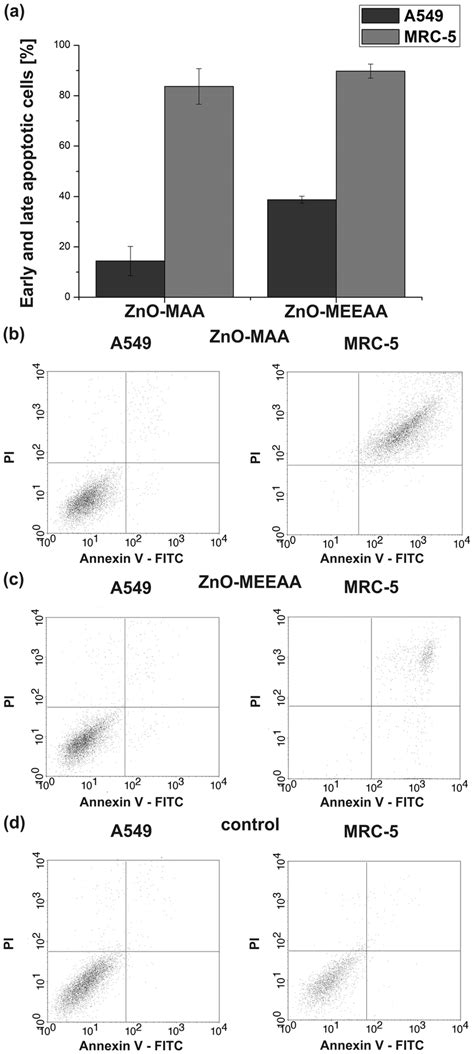 The Apoptosis Rate In A549 And Mrc 5 Cells Treated With Zno Maa B