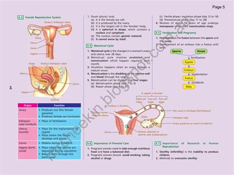 Express Notes Science Form PDF Heart And Cardiovascular Diseases Diseases And Conditions