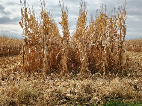 Are Fungicide And Insecticide Seed Treatments Necessary For Corn
