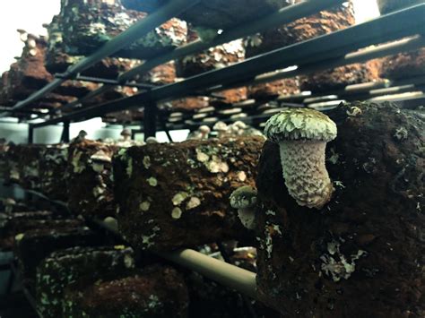 Substrato do cultivo de shiitake pode virar insumo para a construção civil