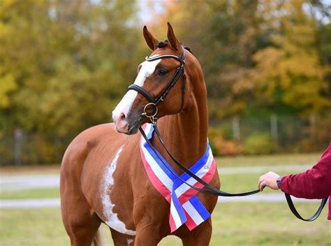 Das Holsteiner Pferd Holsteiner Verband