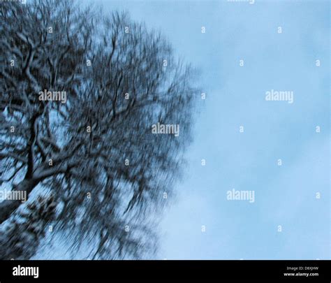 A Tree From Below Stock Photo Alamy