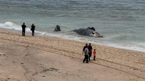 Photos Dead Whale Washes Ashore Near Kelly Beach In Half Moon Bay