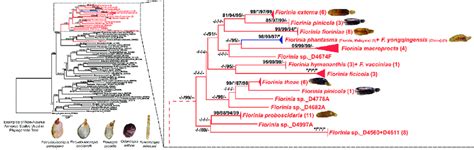 Maximum Likelihood Bootstrap Consensus Tree Of The Subtribe Fioriniina