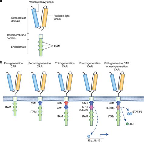 [기고] 과학이슈 고형암 치료의 게임체인저 Car M 세포치료제