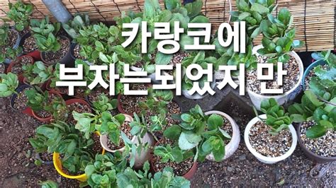 카랑코에 부자되기 참 쉽네요 카랑코에분갈이 Youtube