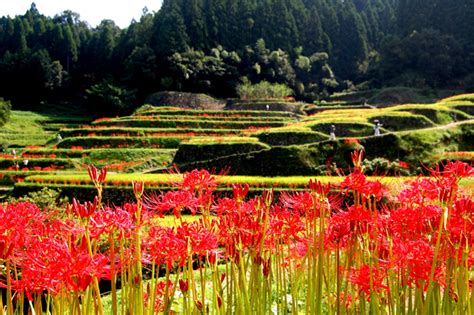 数百万本が咲く群生地は圧巻 彼岸花に出会いに秋の花散歩へ出かけましょう 毎日が発見ネット