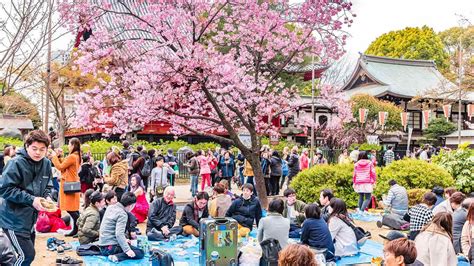 20 Facts About Hanami Cherry Blossom Viewing