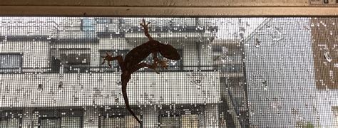 大雨でもお騒がせしております。かめぢからです。 完全予約制 かめぢから