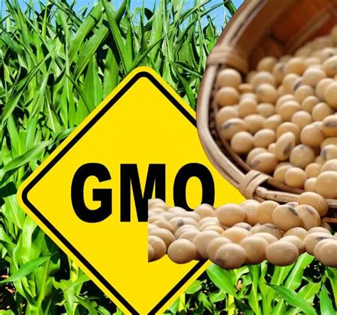 Buy Genetically Modified Soybean From Trading X Brazil Export And Import Brazil