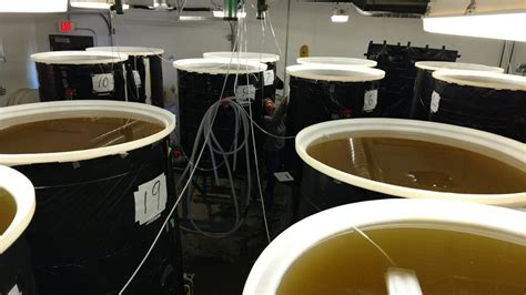 Great Waters Research Consortium Gwrc Mesocosm Facility Mesocosm