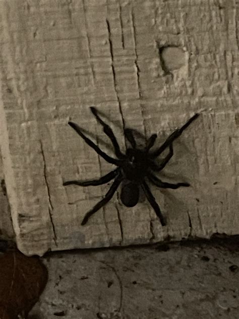 What Kinda Pyder Is This Guy R Whatsthisbug
