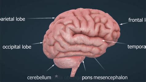 Human Brain Parts Stock Video Video Of Frontal Brain 343421831