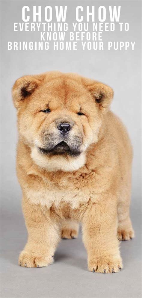 Chow Chow The Complete Guide To An Increasingly Popular Pup