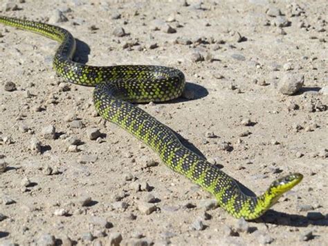 Fauna Loberense Culebra verde y negra o culebra de peñarol