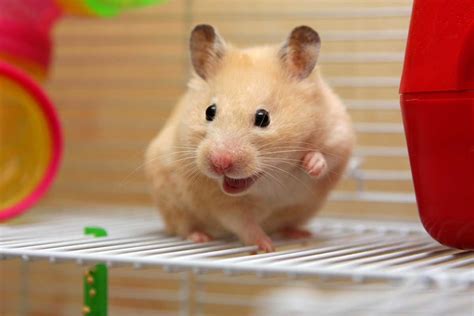 How To Keep My Hamster Happy Respectprint22