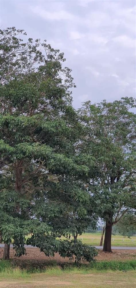 รอชม ชมพูพันธุ์ทิพย์ ม เกษตรฯ กำแพงแสน คาดบานพร้อมชมช่วง มี ค 66