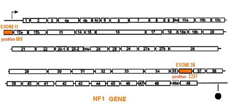 Gene Nf 1 In Case 1 The Mutation Was Identified In Exon 11 And In Case