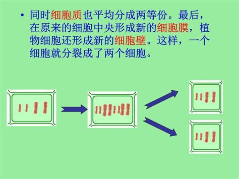 初中生物苏教版七年级上册第三节 细胞的分裂与分化课文课件ppt 教习网 课件下载