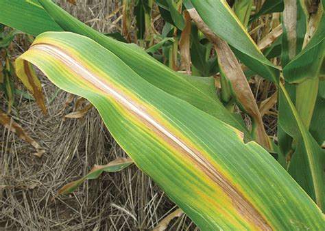 Guide To Nitrogen Deficiency In Corn Powerag