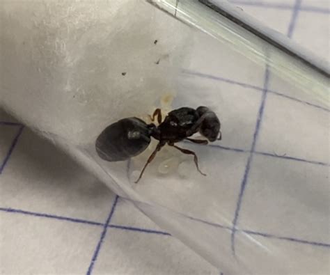 Pheidole Queen Big Headed Ant W Brood Eggs Buy At Antastic