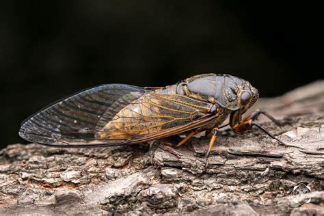 Cryptotympana Iisdw