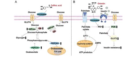 Hypoglycemic Function Of Caffeic Acid And Orientin From Benincasae Download Scientific Diagram