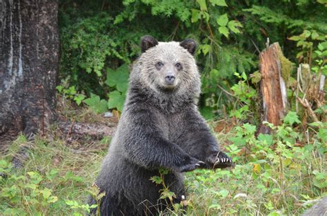 Grizzly Bear Cub Posing Grizzly Bear Tours And Whale Watching Knight Inlet