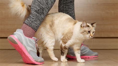 Why Does My Cat Rub His Head Against Everything At Danyel Allen Blog