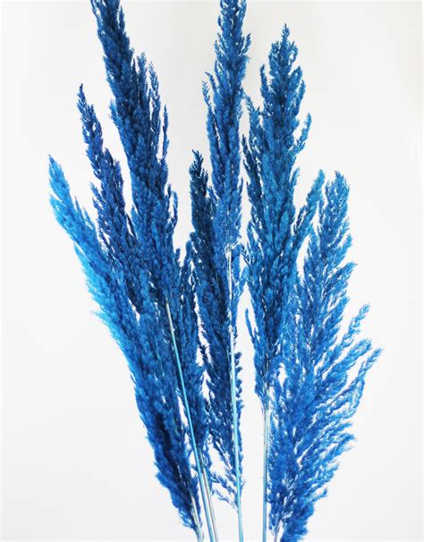 Tall Blue Dried Pampas Grass 8 Stems 120 Cm L Wholesale Blue Pampas