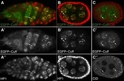 Cuff Localizes To Centromeric Pericentromeric And Heterochromatic