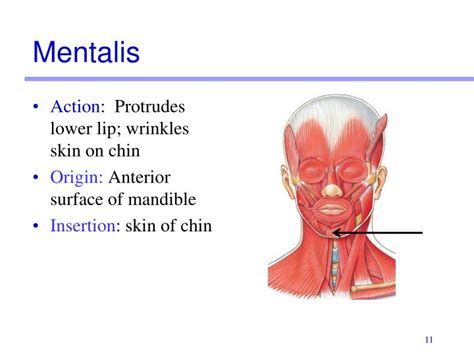 Ppt Lab Activity 11 Group I Powerpoint Presentation Id 213993