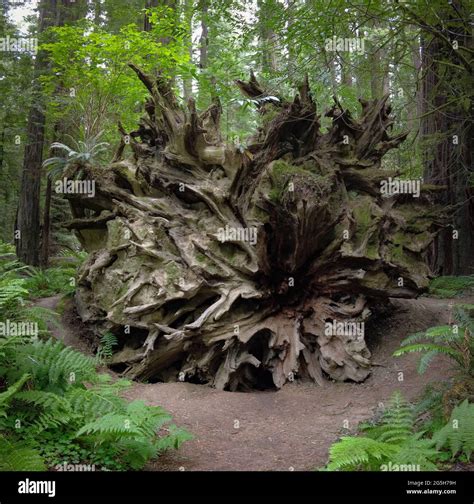 A Massive Coastal Redwood Tree Sequoia Sempervirens Has Fallen Amid