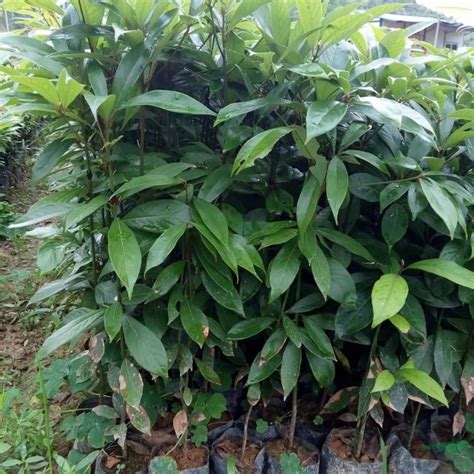 江苏宿迁金丝楠木 小叶二叶假植桢楠基地产地 大小规格5 30公分 绿化栽植 18018236333宿迁市同之创园林绿化工程有限公司