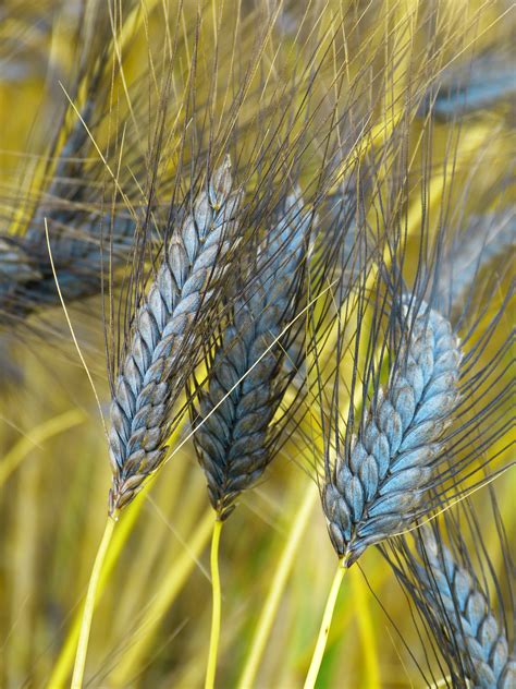 Free Images Tree Nature Branch Field Meadow Barley Wheat