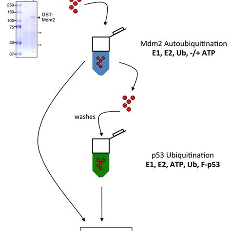 2 P53 Ubiquitination By Mdm2 In The Unstressed Cell Mdm2