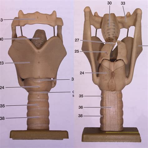 Larynx Anteriorposterior Diagram Quizlet
