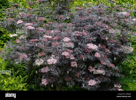 Elderberry Elderflower Sambucus Nigra Black Lace In Flower June