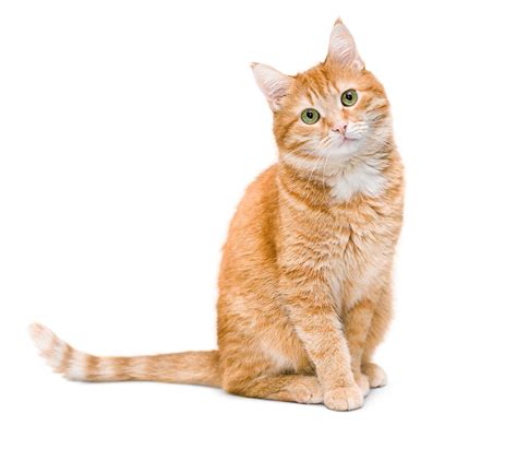 Premium Photo Cute Ginger Cat Sitting And Looking At The Camera