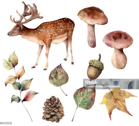 수채화가 숲 사슴을 설정합니다 손으로 그린 소나무 콘 도토리 토끼 버섯 노란 잎과 흰색 배경에 고립 된 지점 디자인 인쇄에 대 한 식물 그림 또는 배경입니다 수채화에 대한